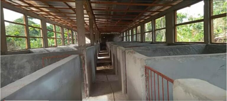 Comment lancer un projet d'élevage de porcs en Afrique ? - Entre nous ...