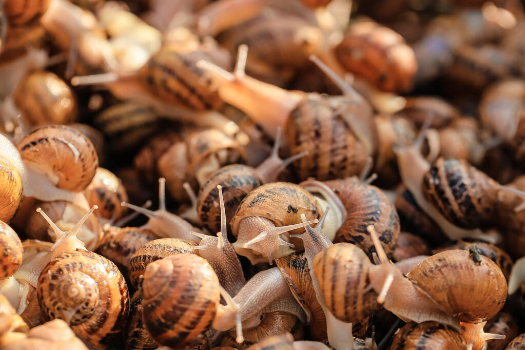 Elevage des escargots en Afrique : Matériels et fiche technique - Entre ...